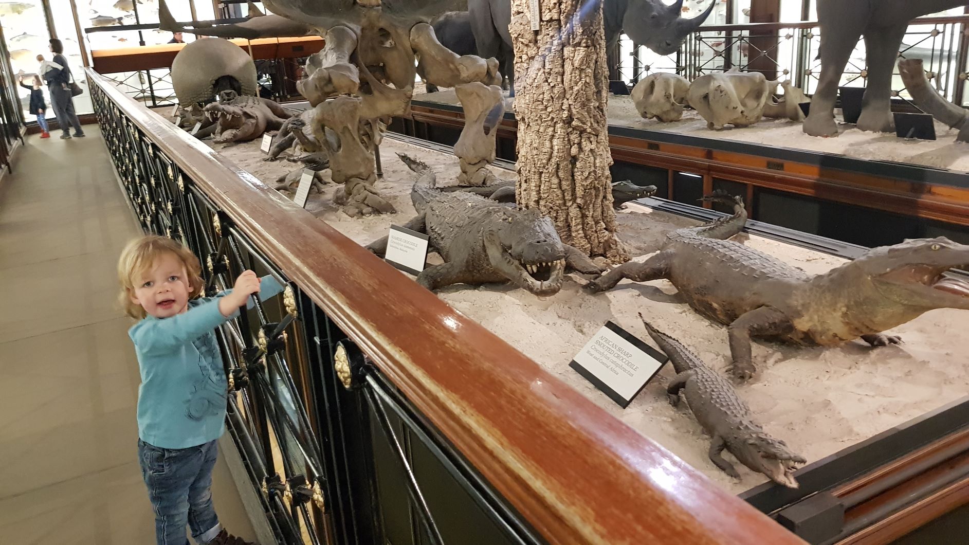 Tring's natural history museum aka dead animal museum