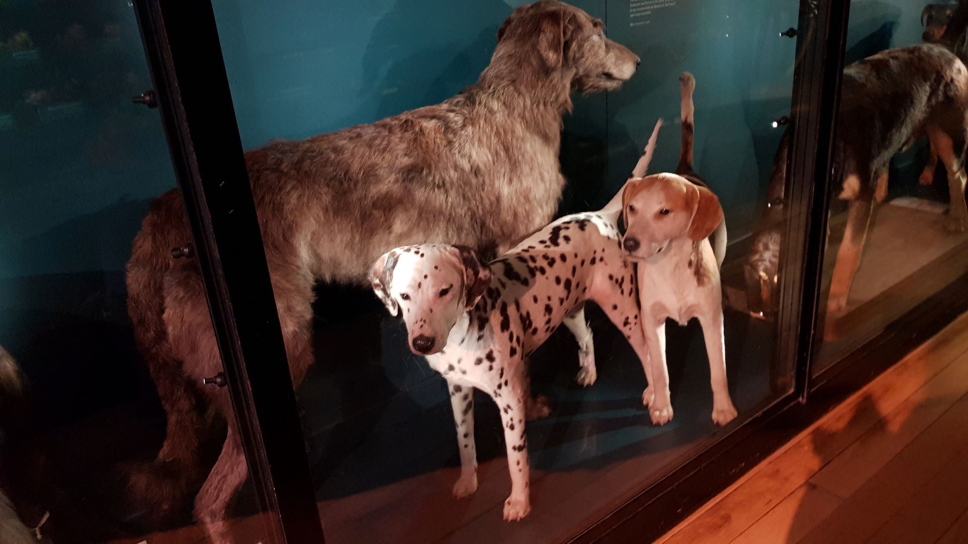 Tring's natural history museum aka dead animal museum