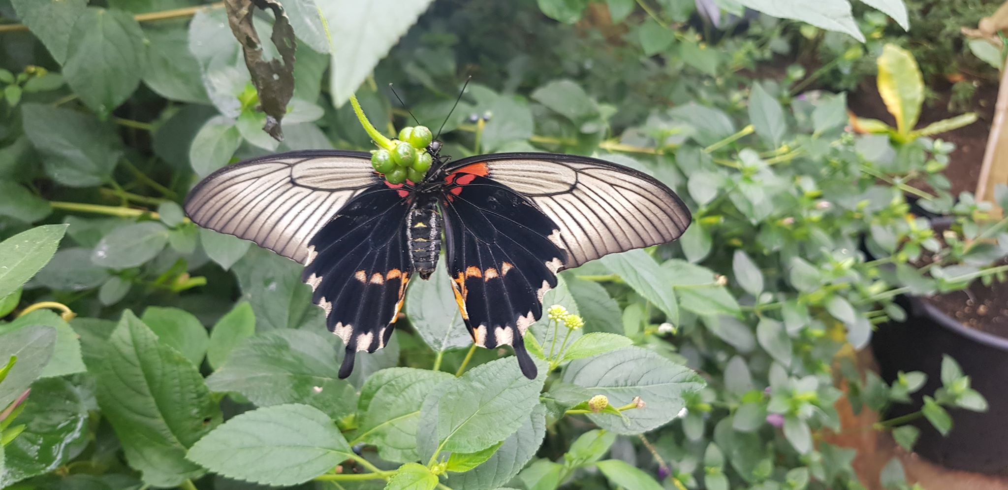 Butterfly farm, Stratford Upon Avon - a perfect rainy day.
