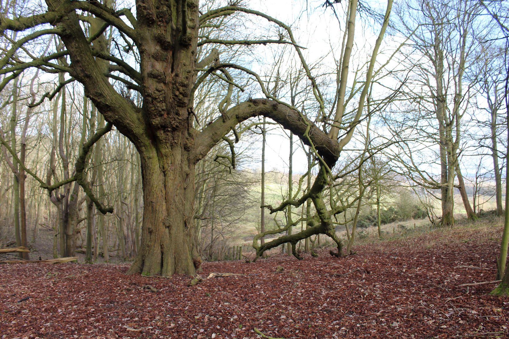 Wytham Great Wood Really Is Great - The Family Ticket