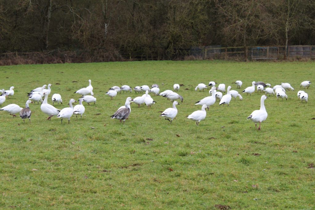 Farmoor Reservoir Walk Review - The Family Ticket