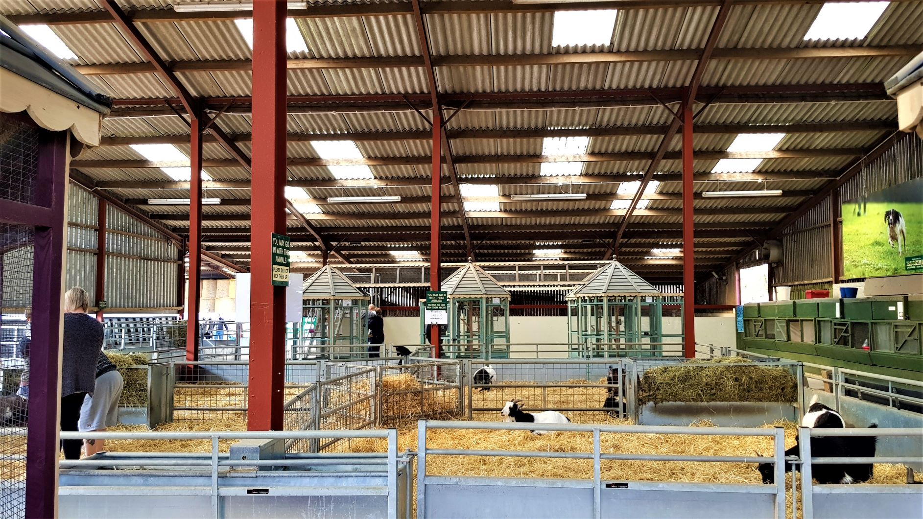 Rookery Open Farm Park Review - The Family Ticket