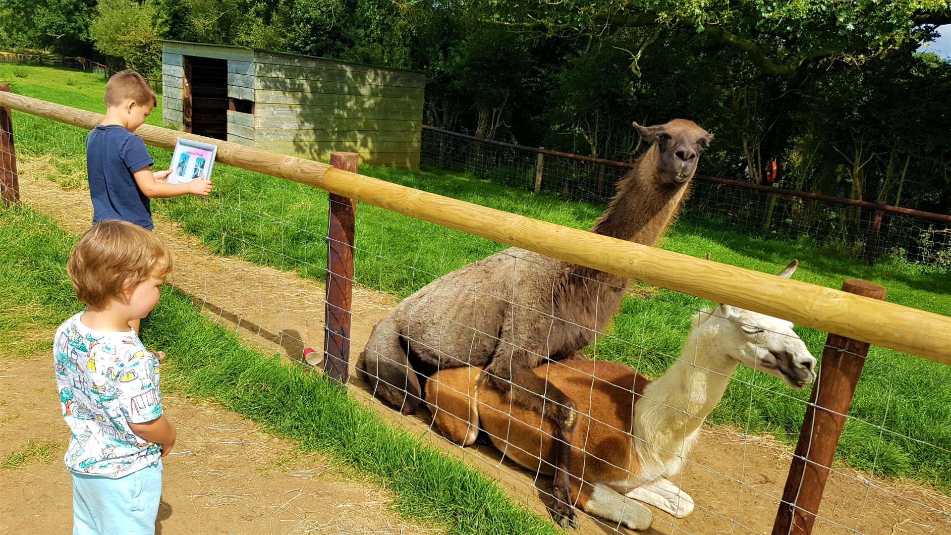 Mini Meadows Farm Park - The Family Ticket Review