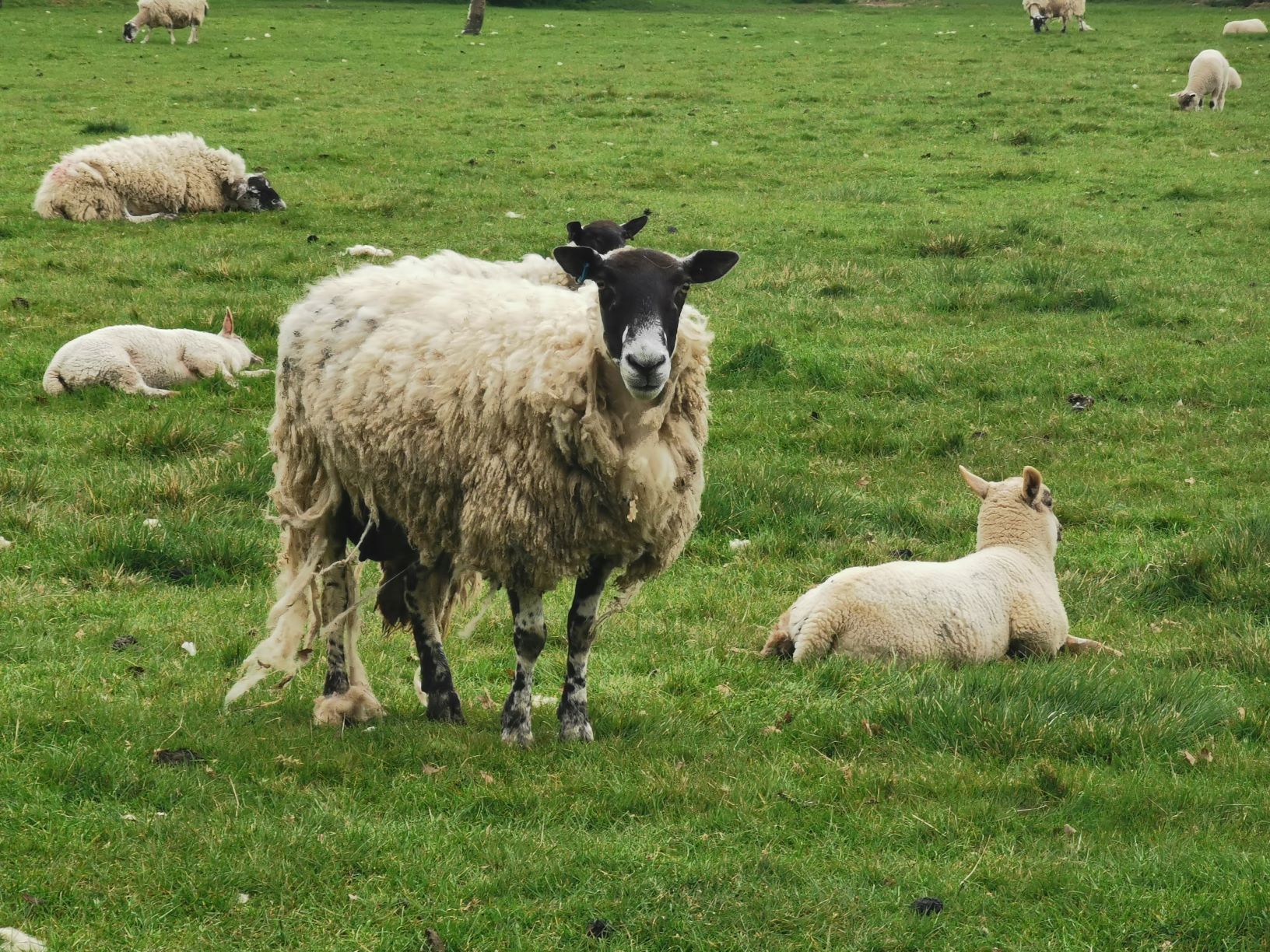 Bicester To Launton Walk - The Family Ticket Guide