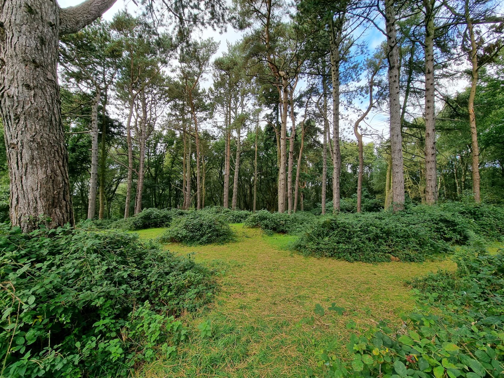 Cumnor Hurst - The Family Ticket